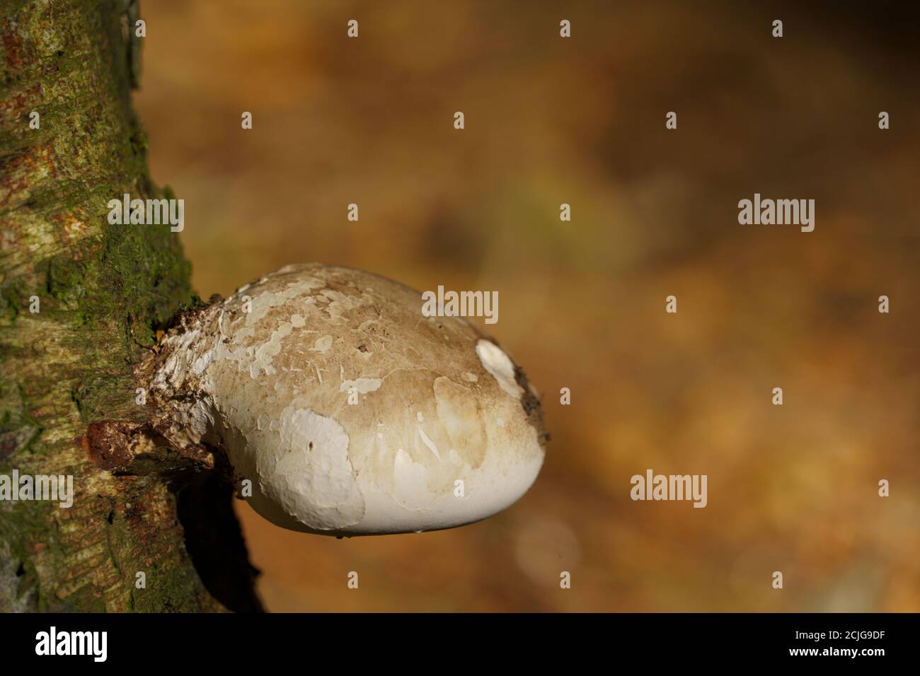Light white and brown birch polypora Mushroom growing on a birch trunk ...