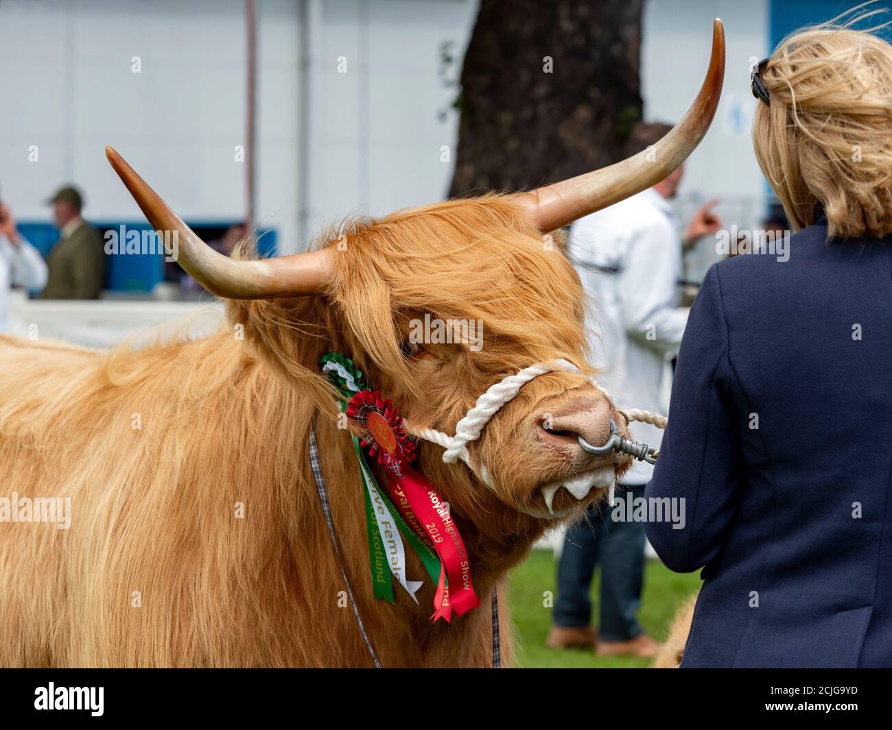 Highland Cow and Calf at Show Stock Photo - Alamy