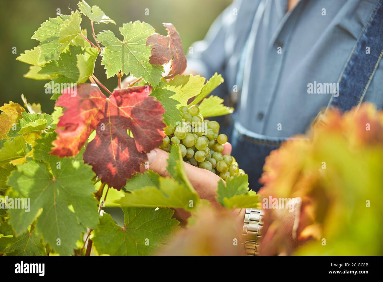 Grape Cluster High Resolution Stock Photography and Images - Alamy