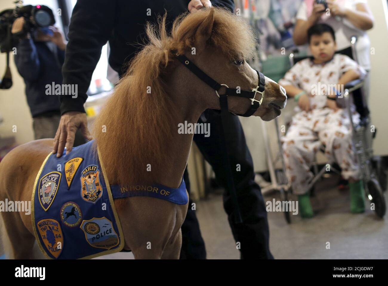 Miniature horse therapy hi-res stock photography and images - Alamy