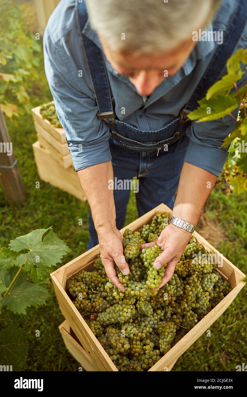 Aging farmer putting grapes into a wooden box Stock Photo - Alamy