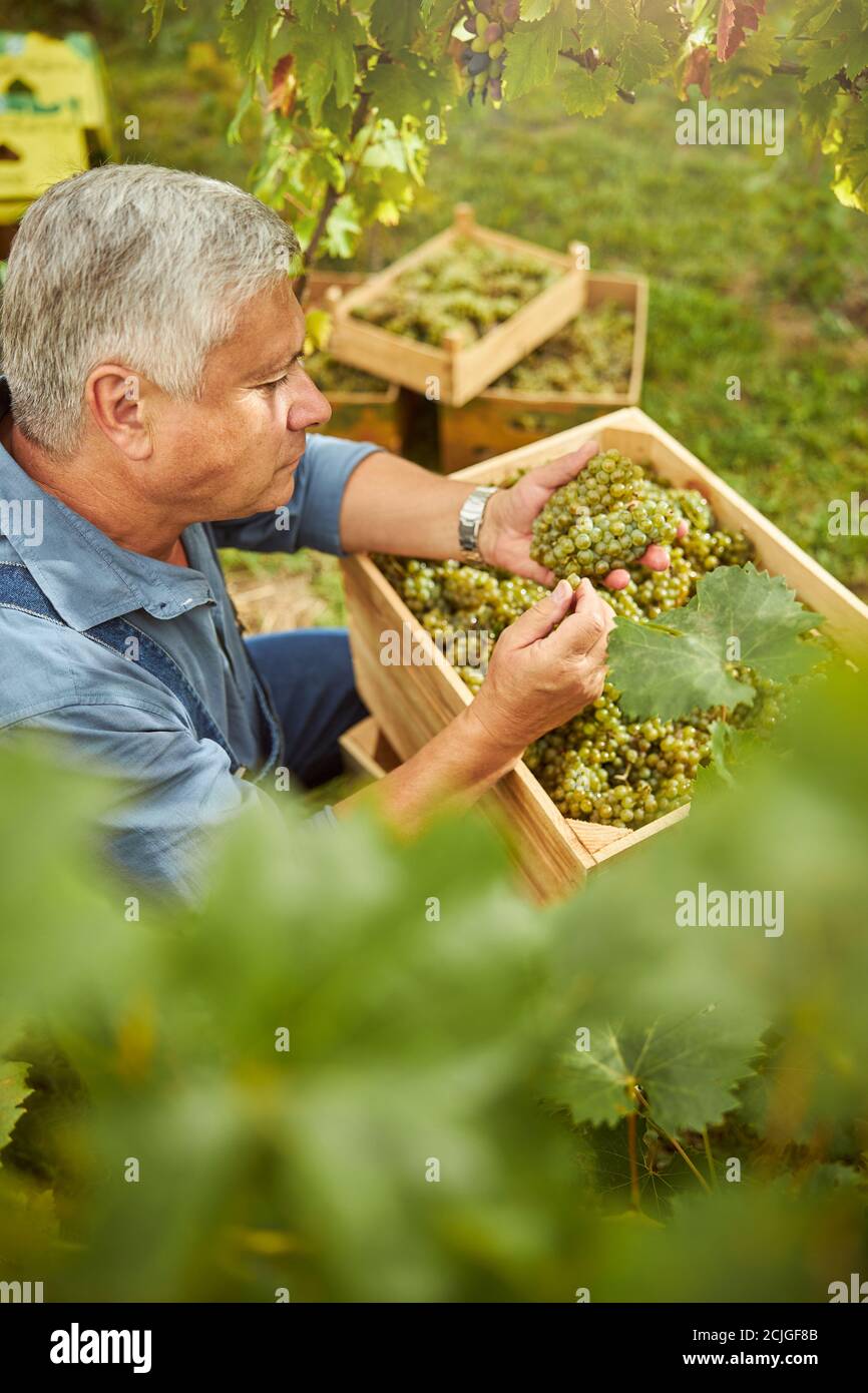 Aging farmer trying some ripe grapes from his vineyard Stock Photo - Alamy