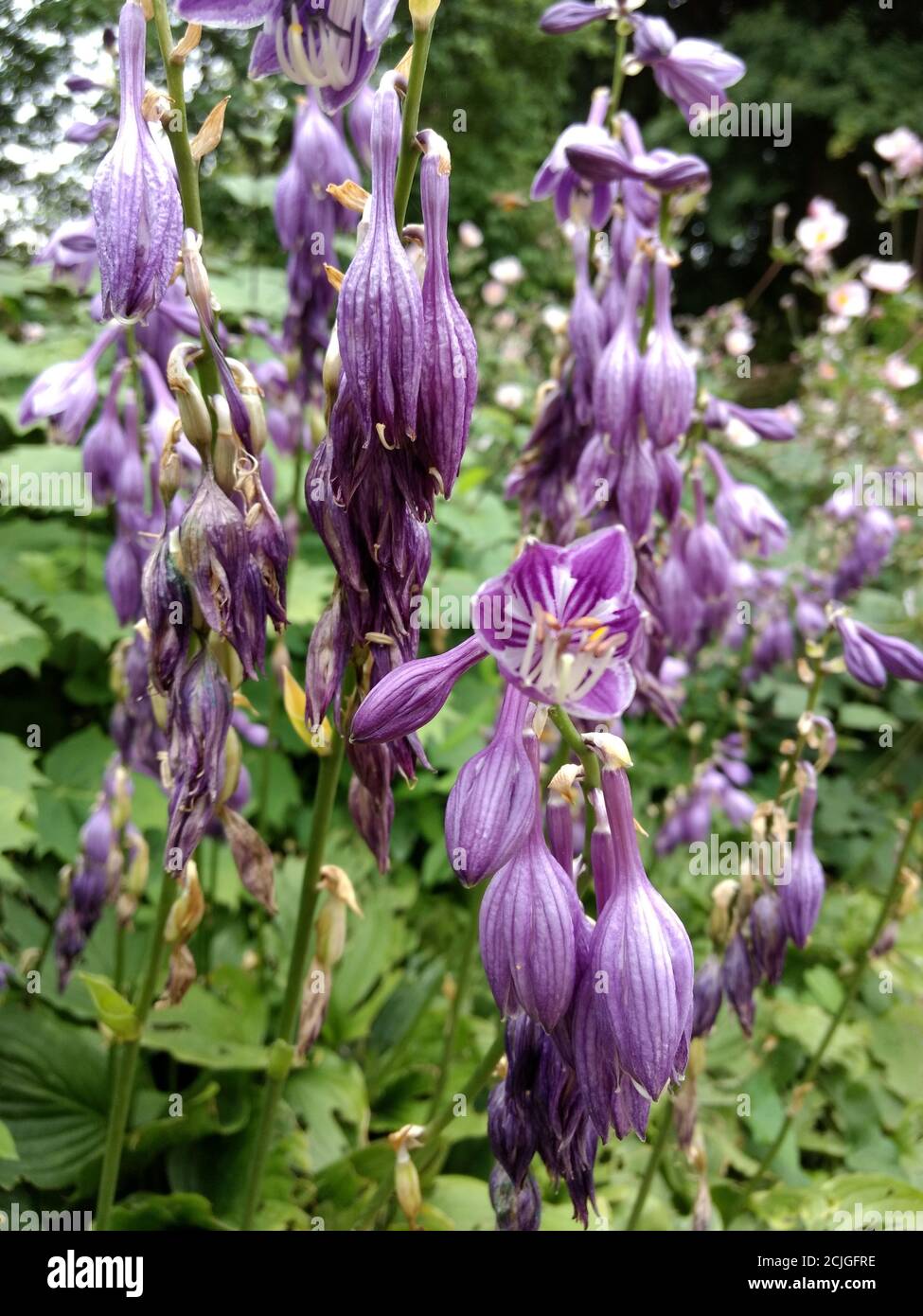 Purple hosta hi-res stock photography and images - Alamy