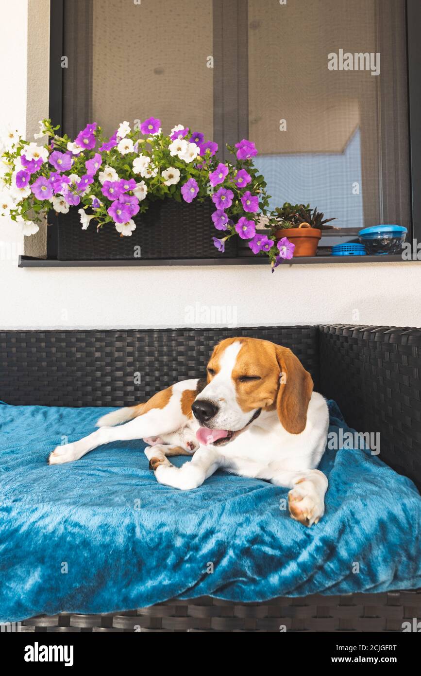 Beagle dog resting outdoors in shade on a garden sofa Stock Photo - Alamy