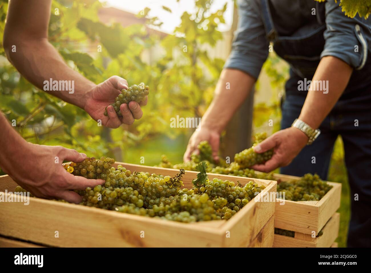 Vineyard personnel putting hand-picked grapes into boxes Stock Photo ...