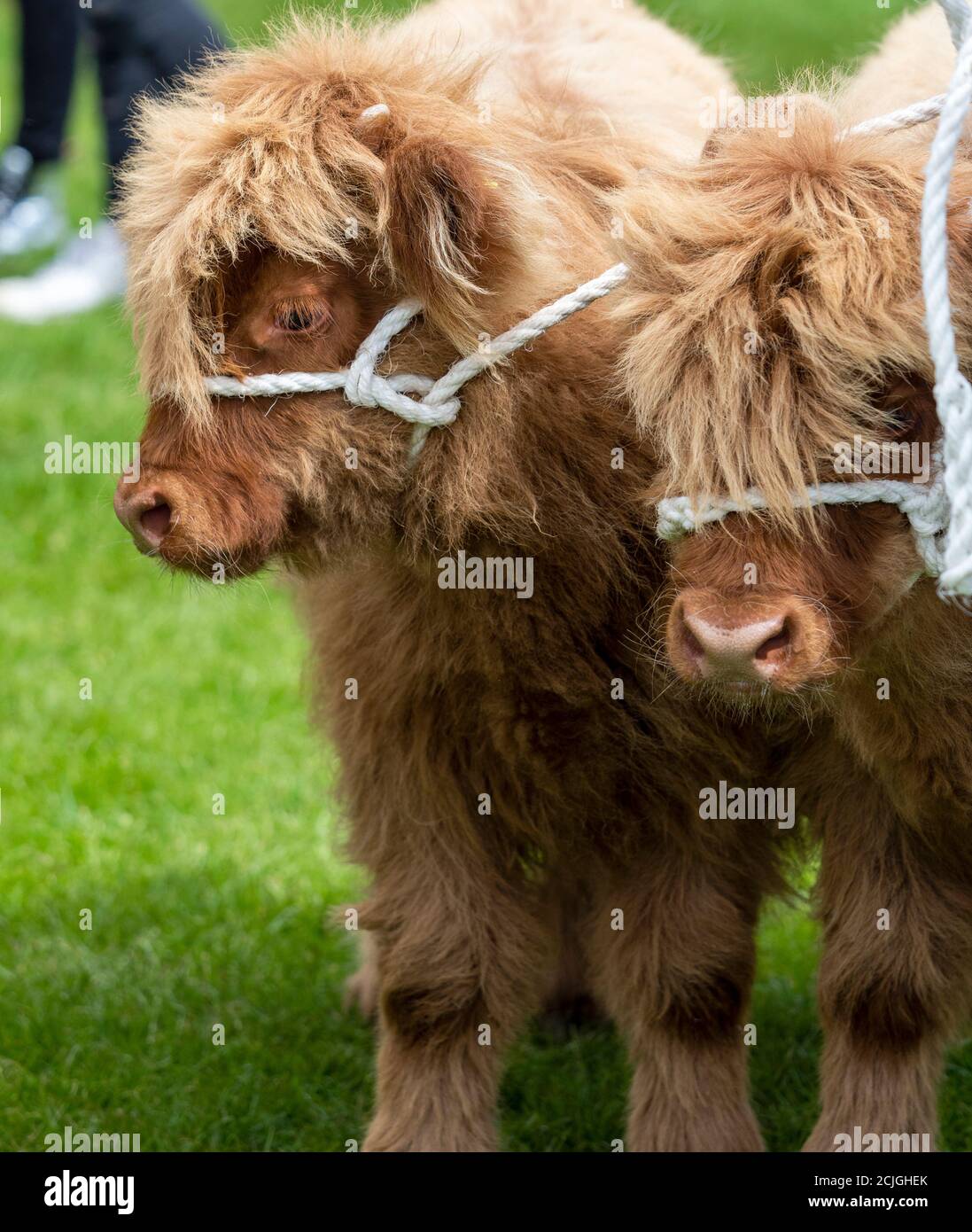 Highland Cattle Calves High Resolution Stock Photography and Images - Alamy