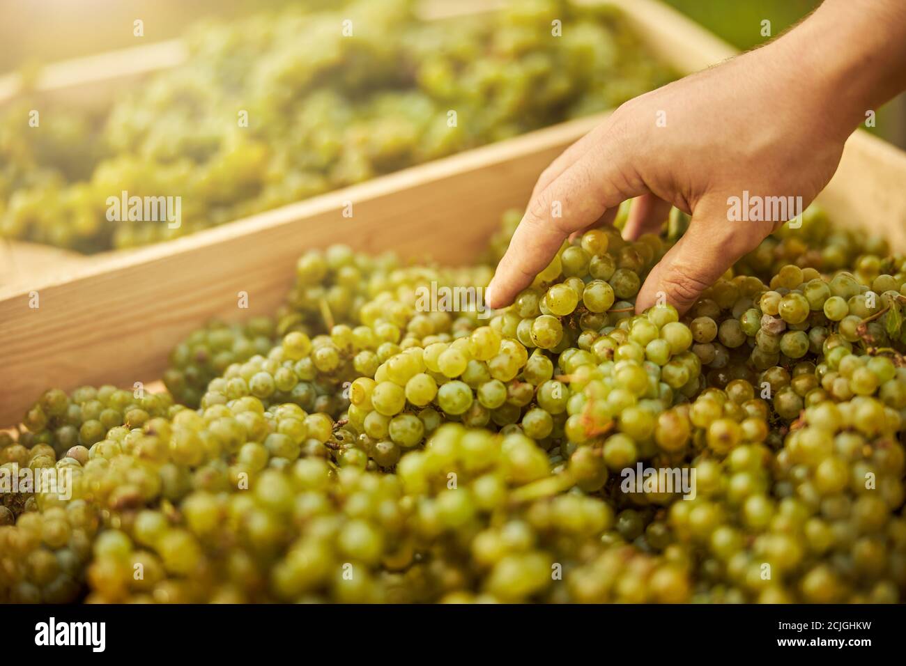 Ripe white grapes stored in wooden boxes Stock Photo - Alamy
