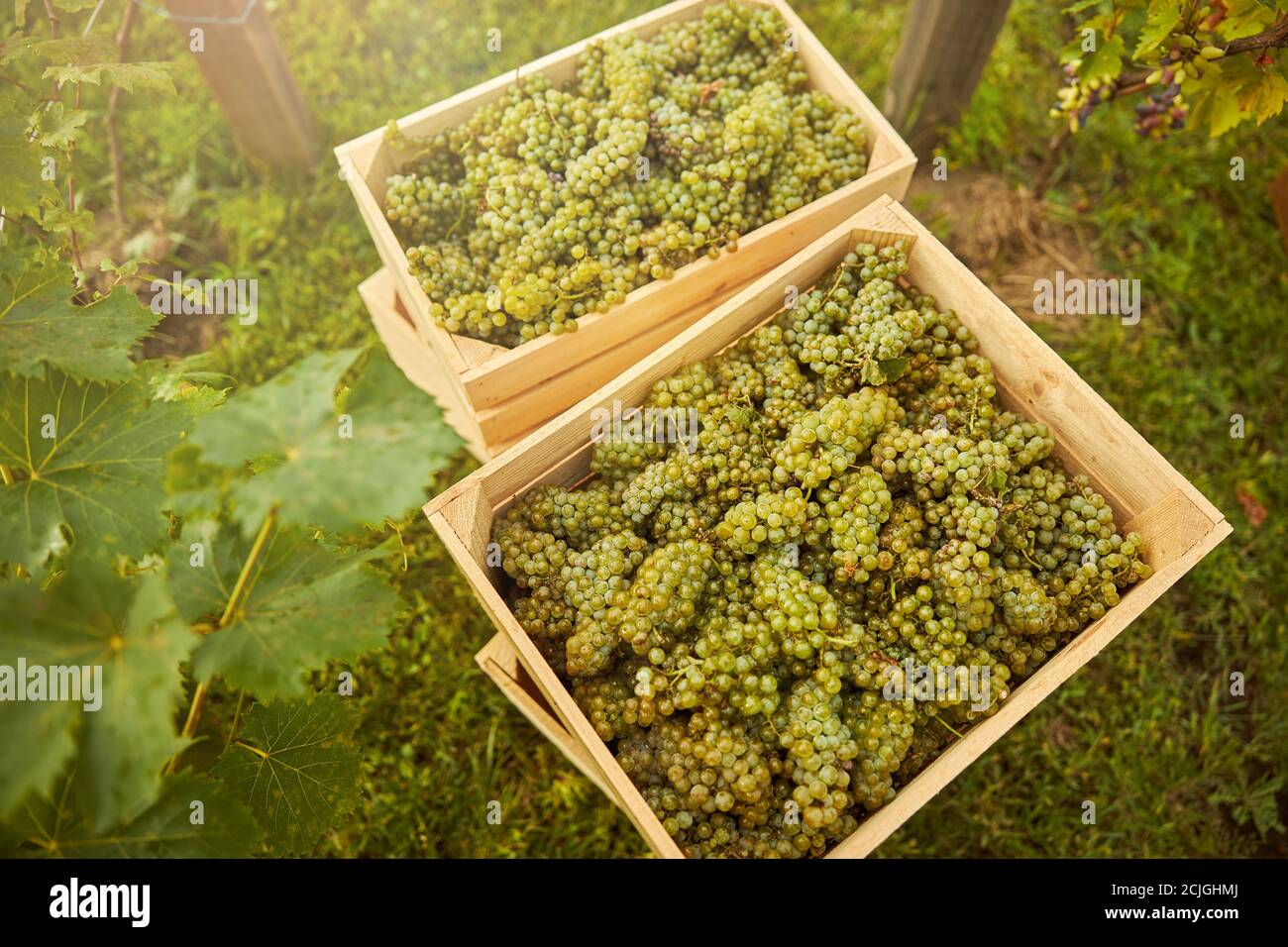Wooden boxes filled with ripe white grapes clusters Stock Photo - Alamy