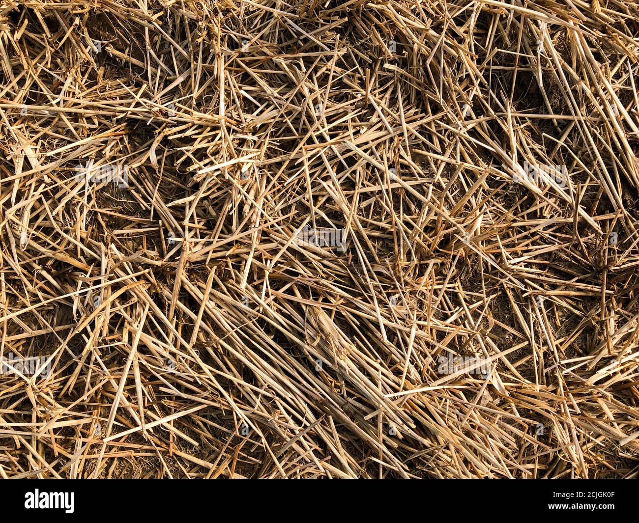 Hay texture hi-res stock photography and images - Alamy
