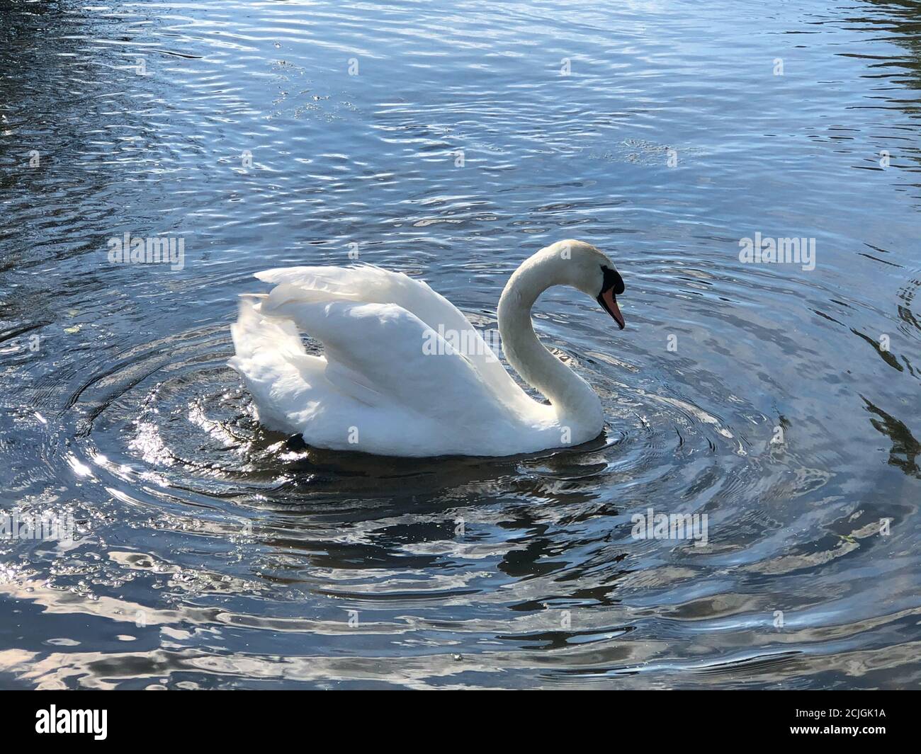 White swan swimming alone in calm lake with ripples in water Stock ...