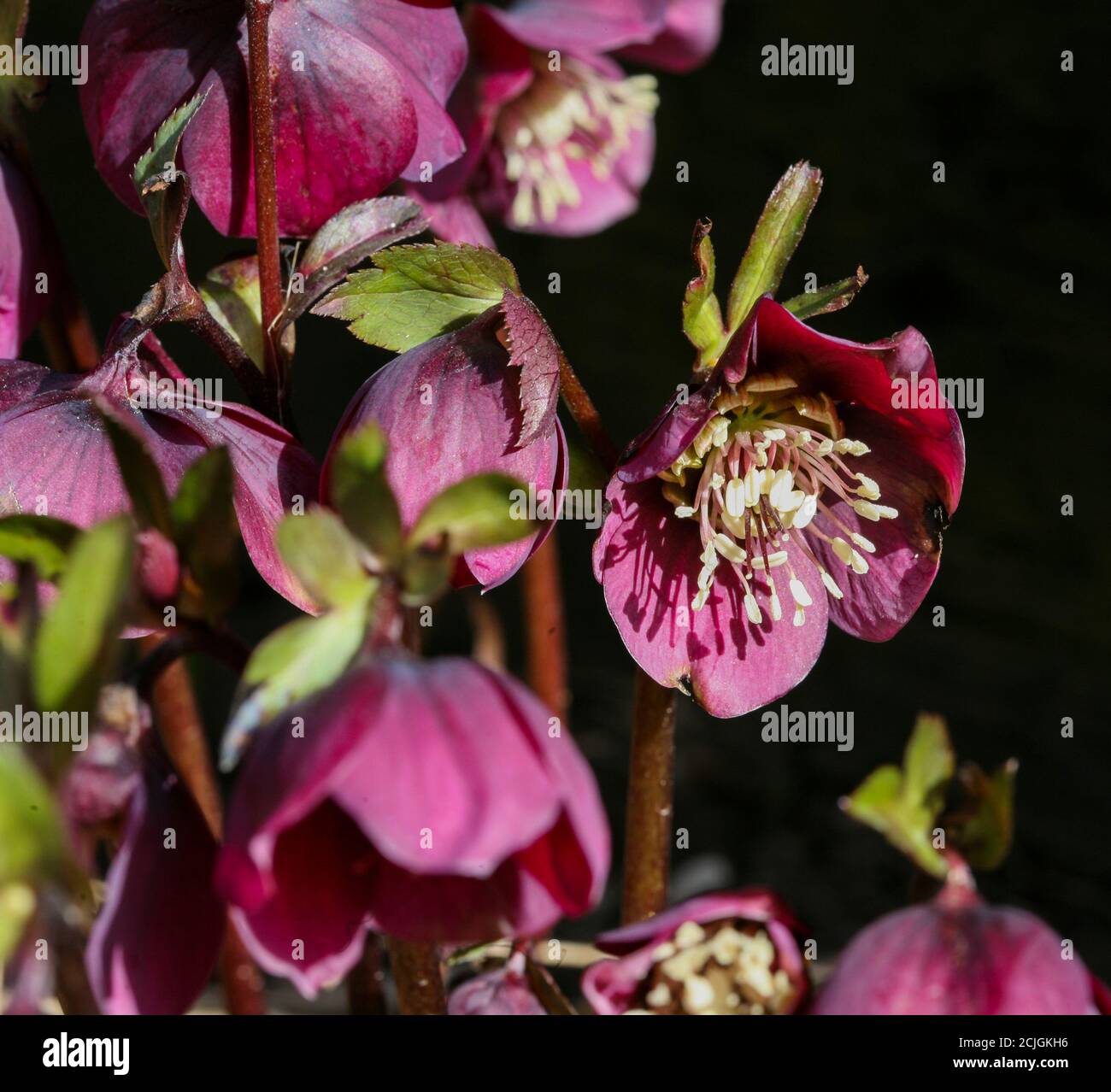 HELLEBORE EVERGREEN PERENIAL FLOWERING PLANTS Stock Photo - Alamy