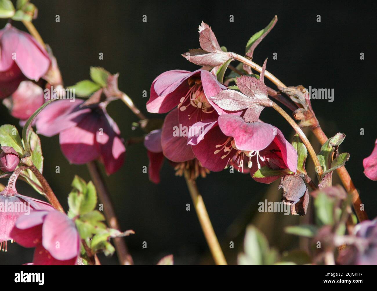 HELLEBORE EVERGREEN PERENIAL FLOWERING PLANTS Stock Photo - Alamy