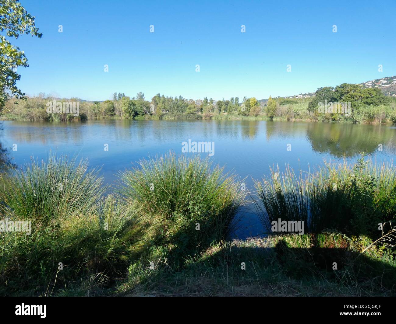 Vegetation and fauna and freshwater lake in summer. Life in its purest ...