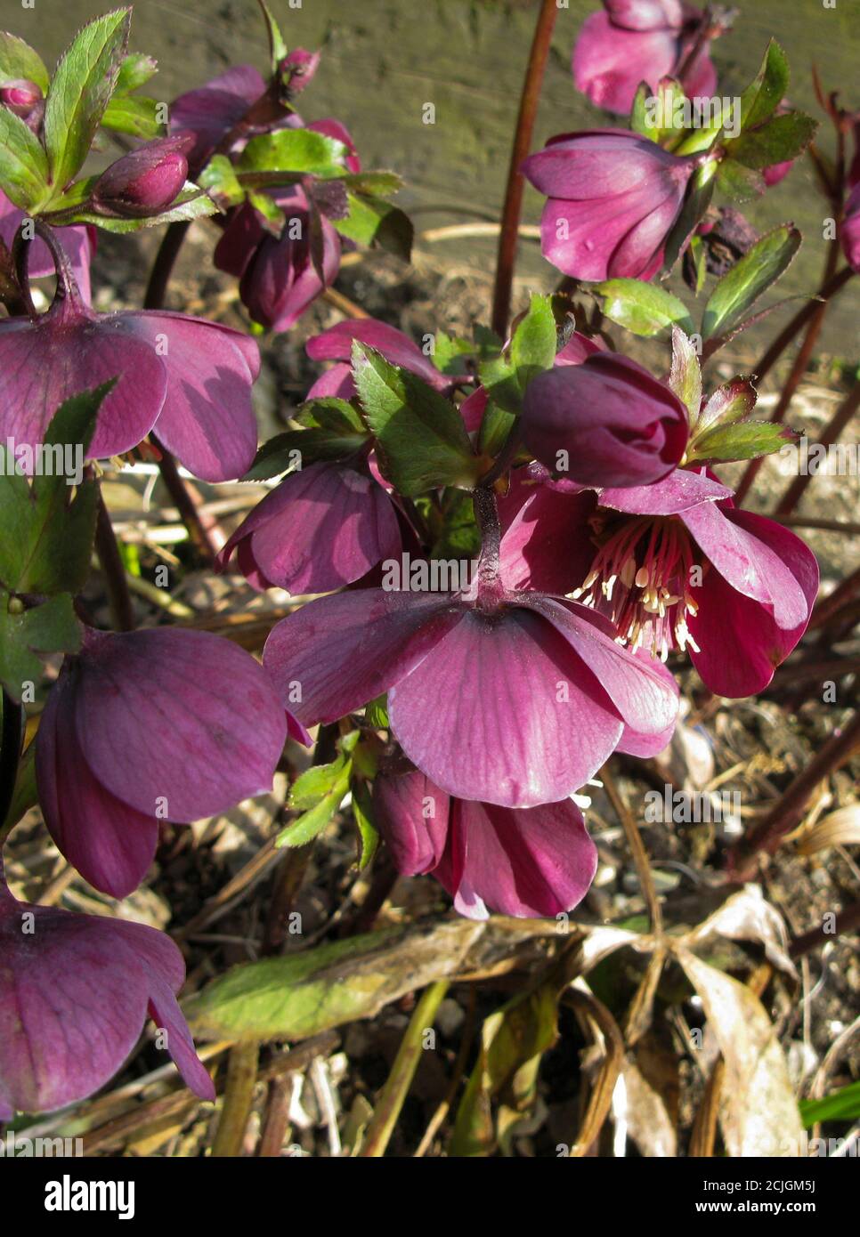 HELLEBORE EVERGREEN PERENIAL FLOWERING PLANTS Stock Photo - Alamy