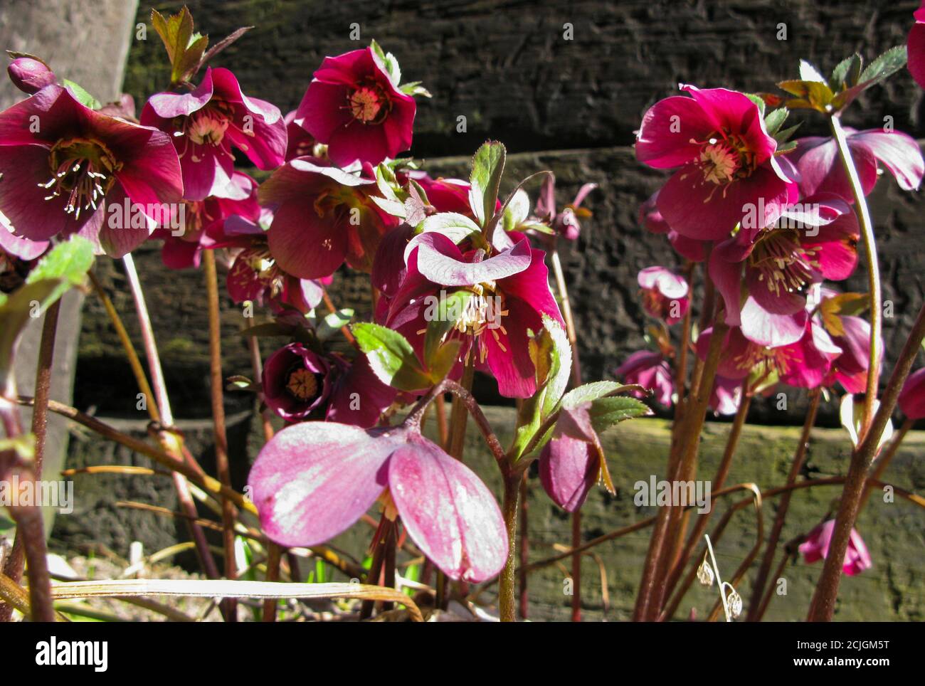 HELLEBORE EVERGREEN PERENIAL FLOWERING PLANTS Stock Photo - Alamy