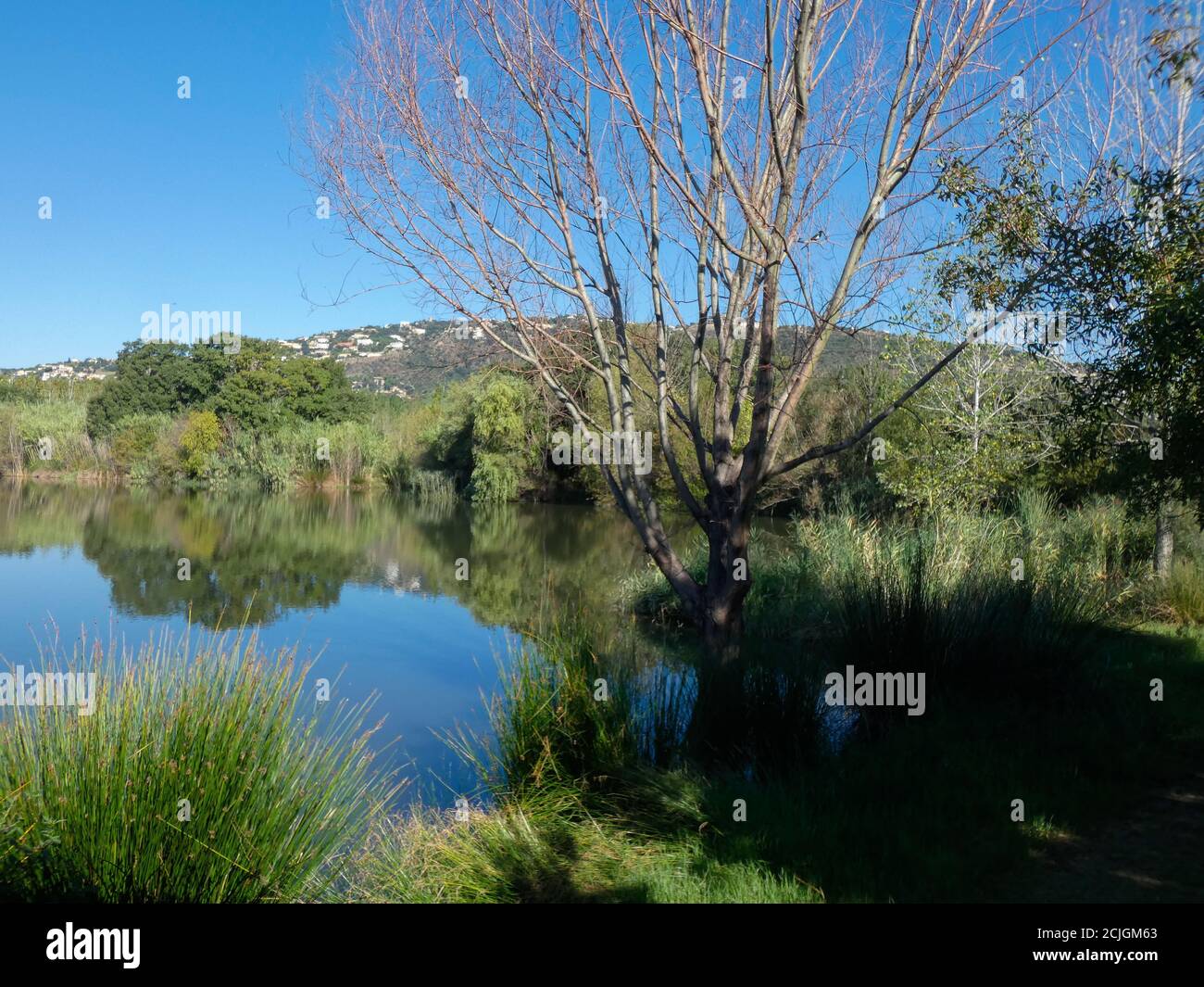 Vegetation and fauna and freshwater lake in summer. Life in its purest ...