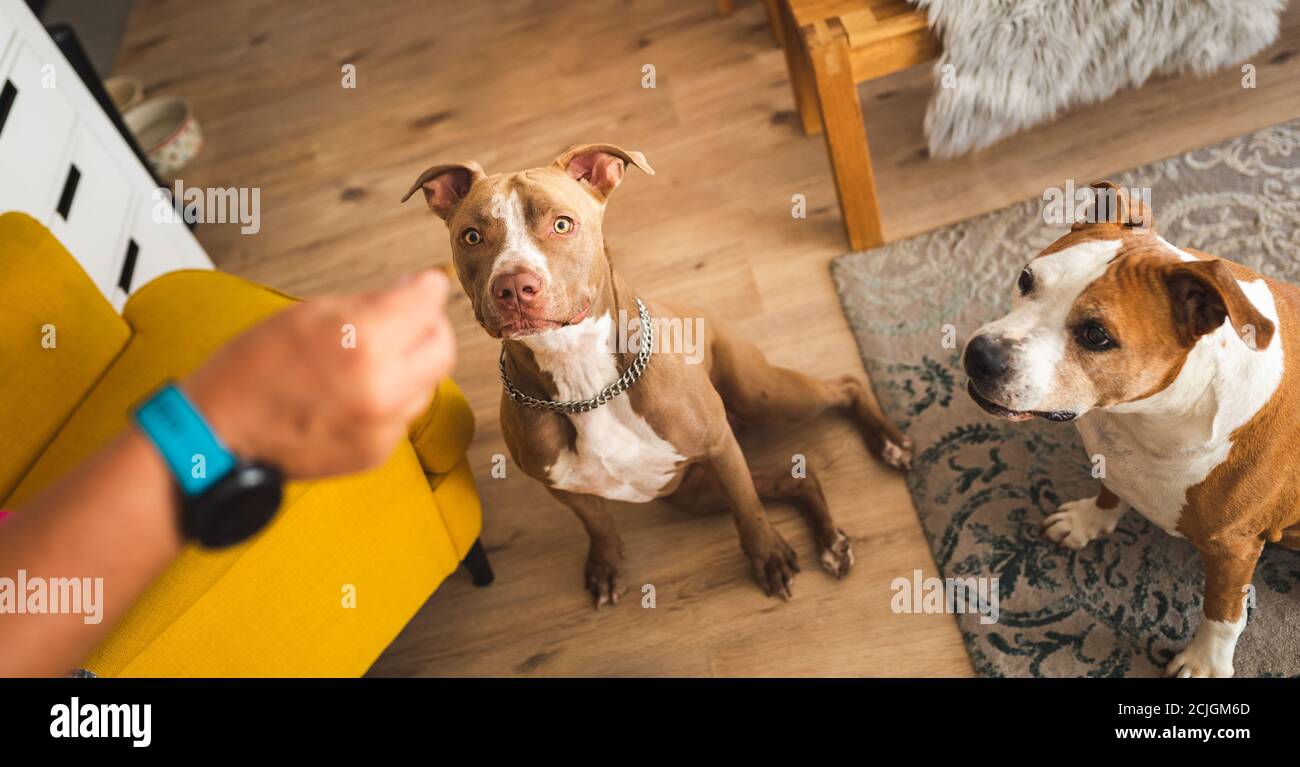 Two dogs amstaff terriers sitting indoors and looking up at owners hand ...