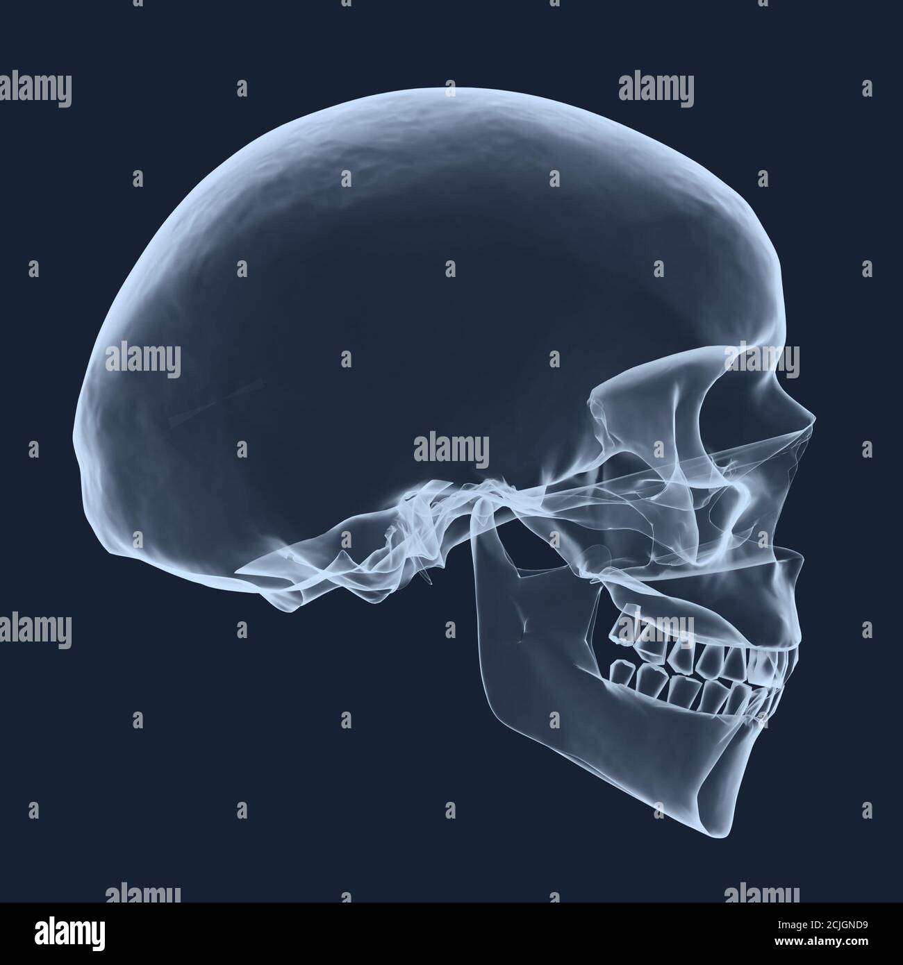 3d human body x rays 3d hi-res stock photography and images - Alamy