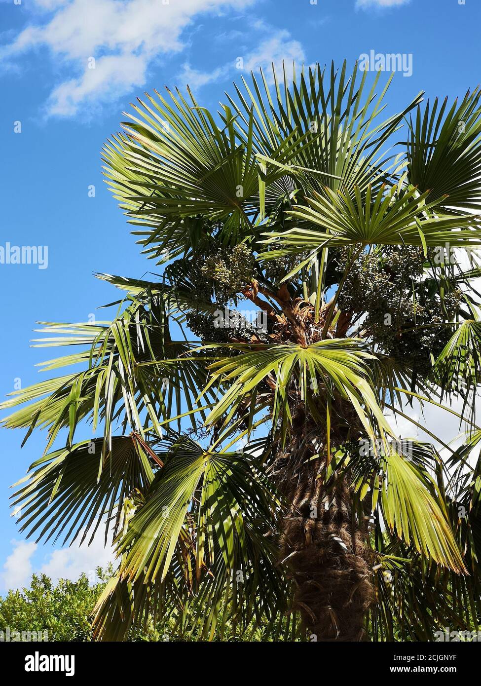 Closeup vertical shot tree hi-res stock photography and images - Alamy