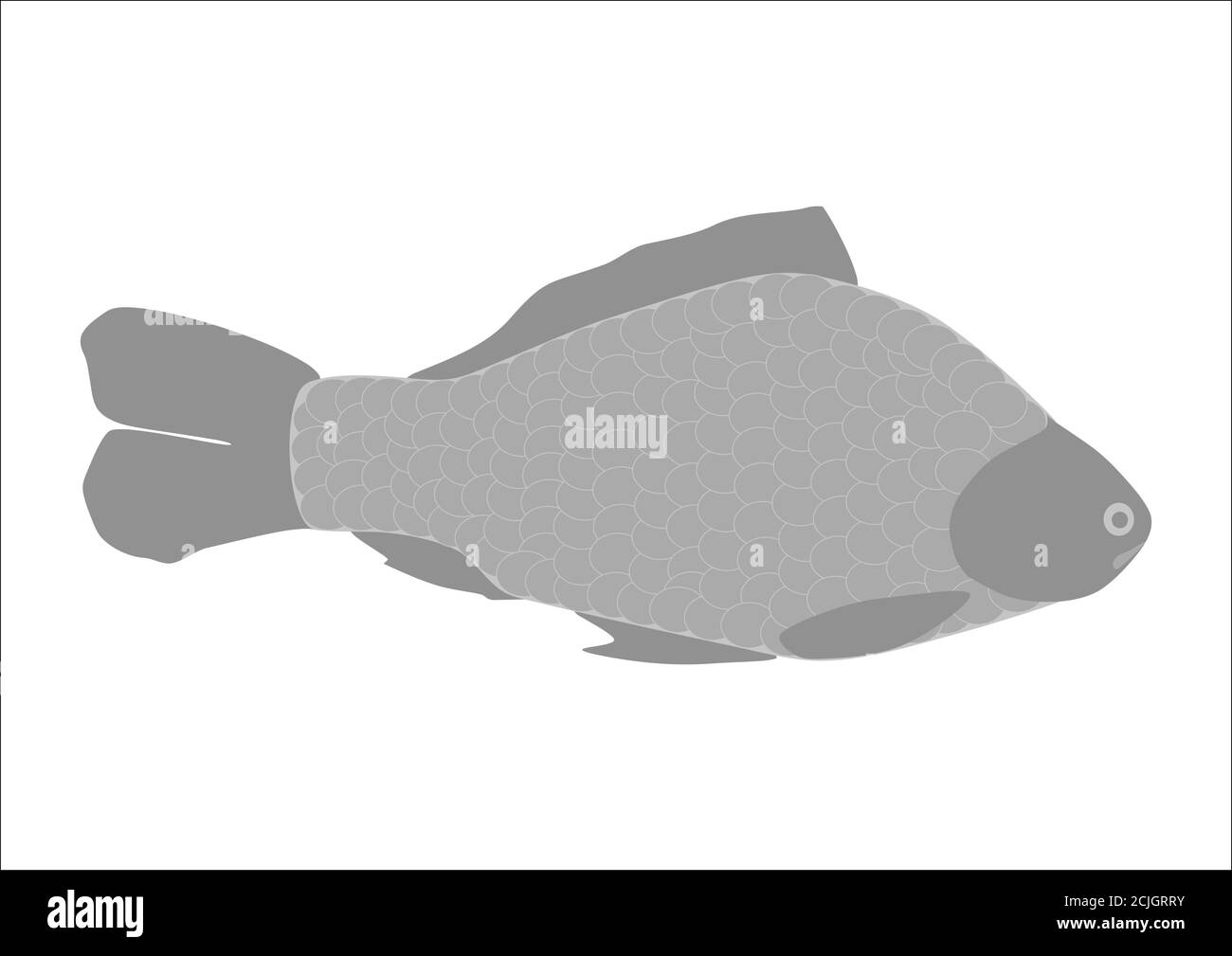 Vector image of freshwater large carp fish Stock Vector Image & Art - Alamy