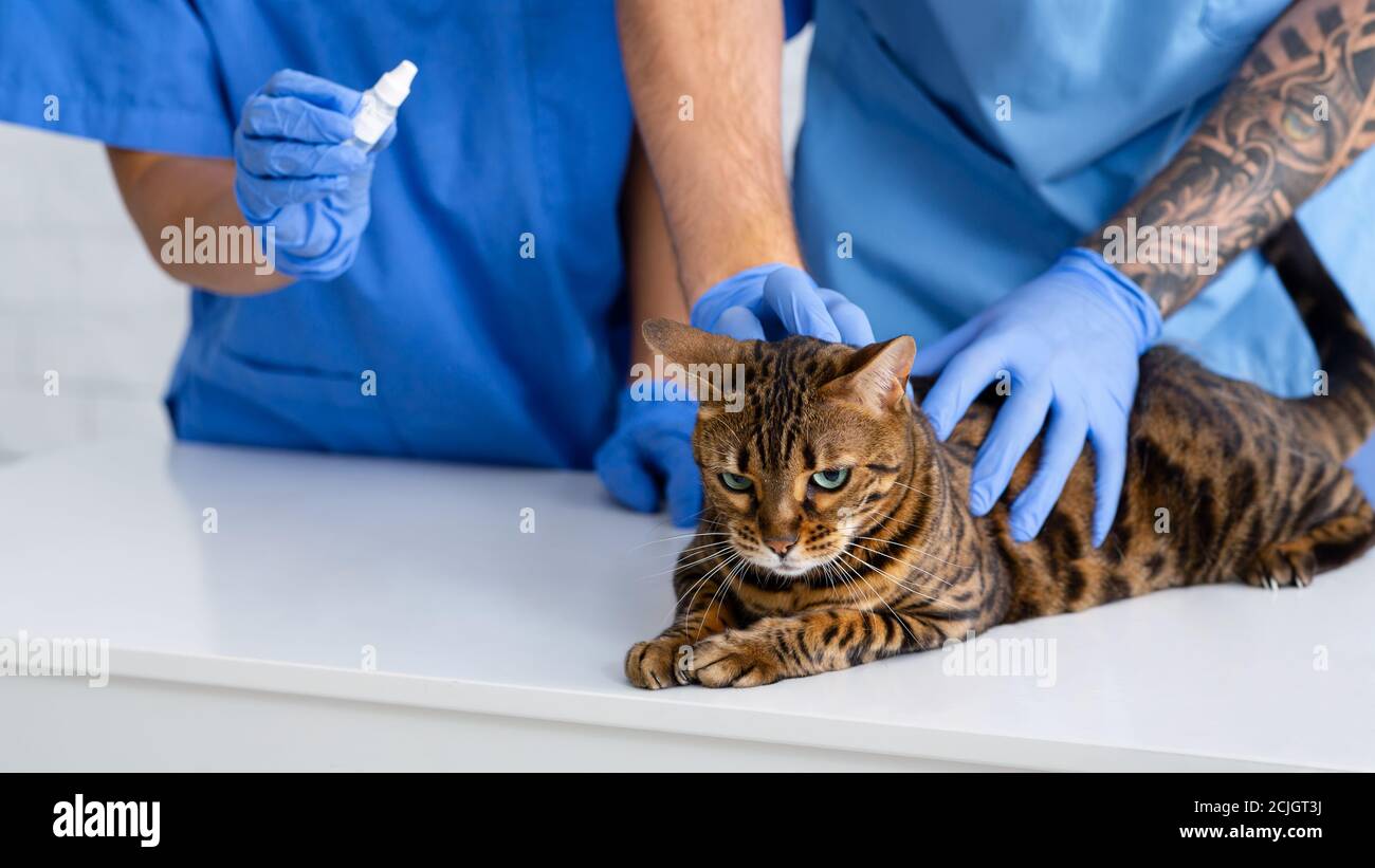 Body Modification Cat Ears