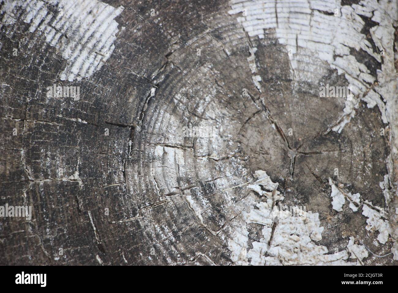 stump of oak tree felled - section of the trunk with annual rings Stock ...