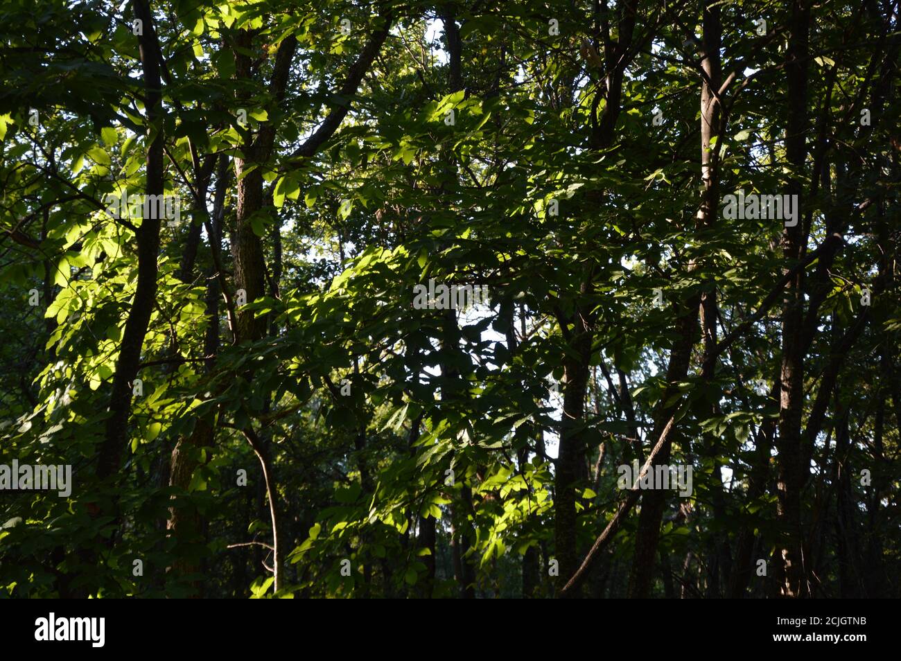 Closeup of green vegetation in the woods with sunlight Stock Photo - Alamy