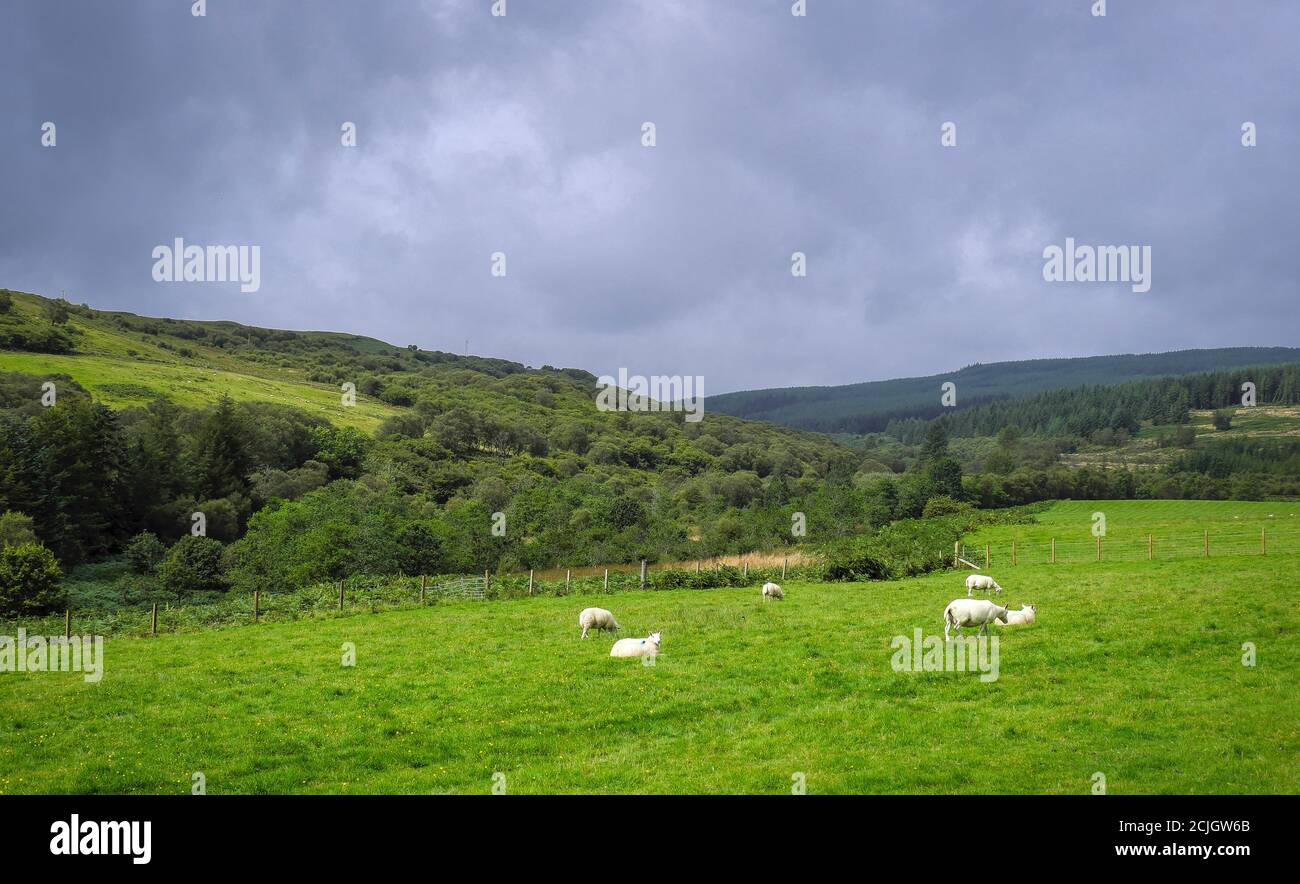 Sheep farm with dramatic sky,Scotland Stock Photo - Alamy