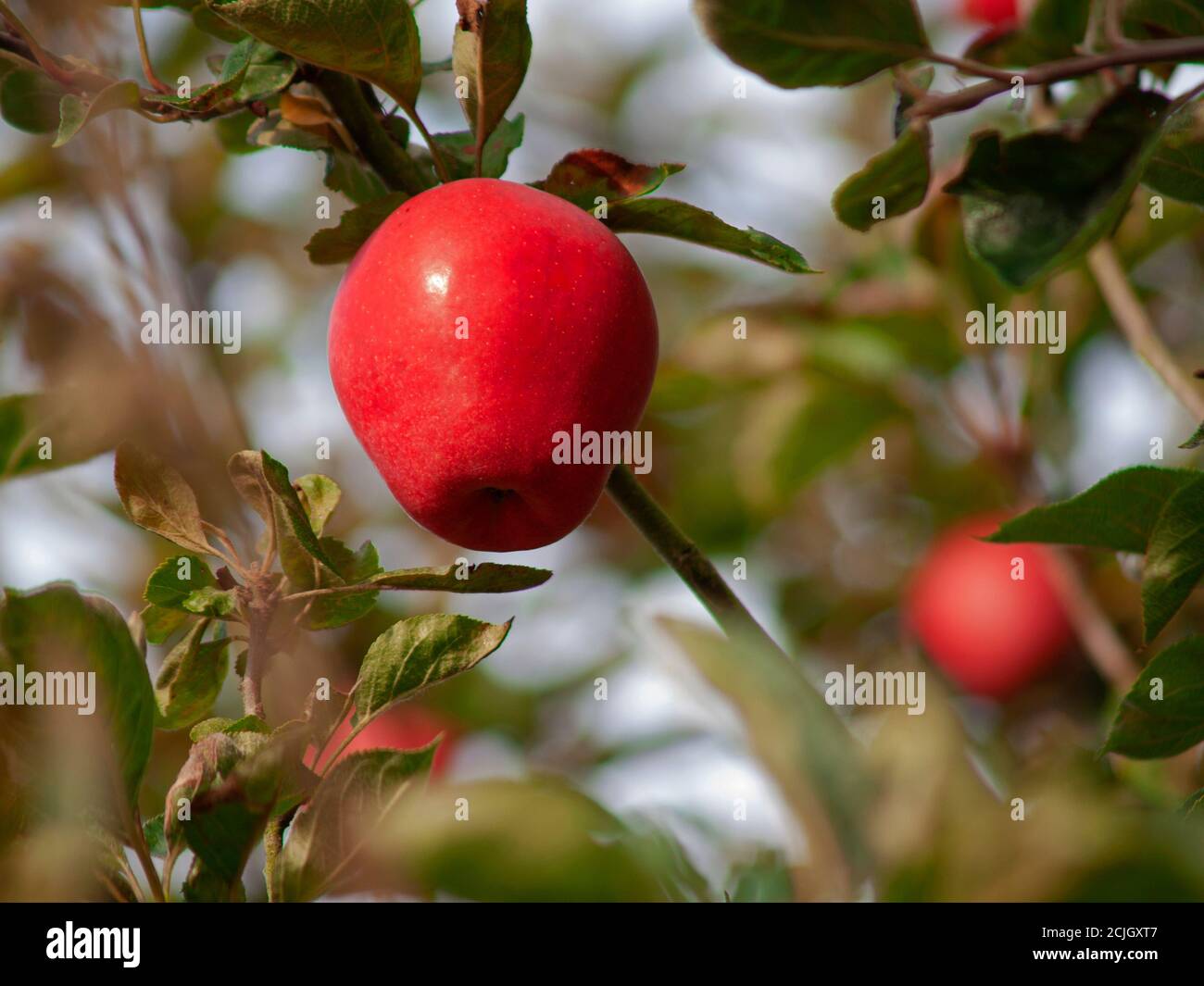 Scarlet crimson hi-res stock photography and images - Alamy