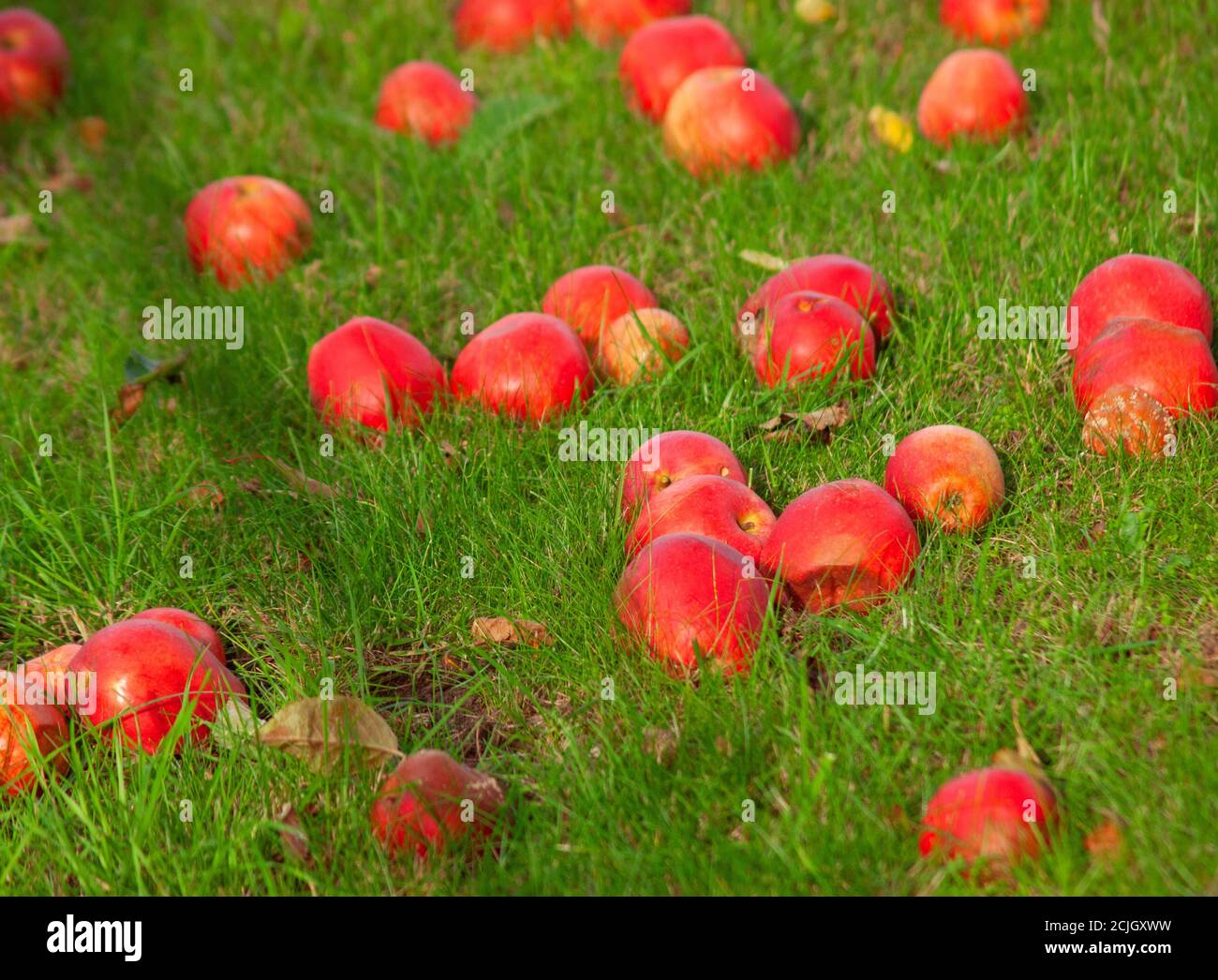 Scrumping apples hi-res stock photography and images - Alamy