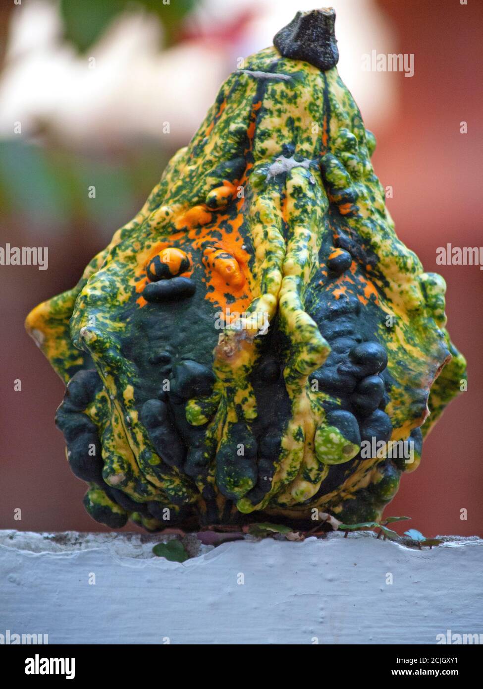 A bumpy gourd Stock Photo - Alamy