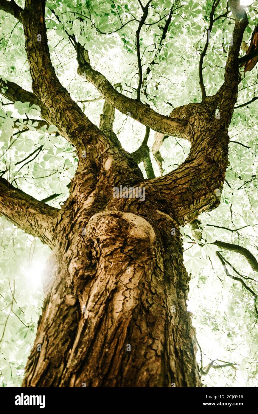 Vertical low angle shot of an oak tree in the forest Stock Photo - Alamy
