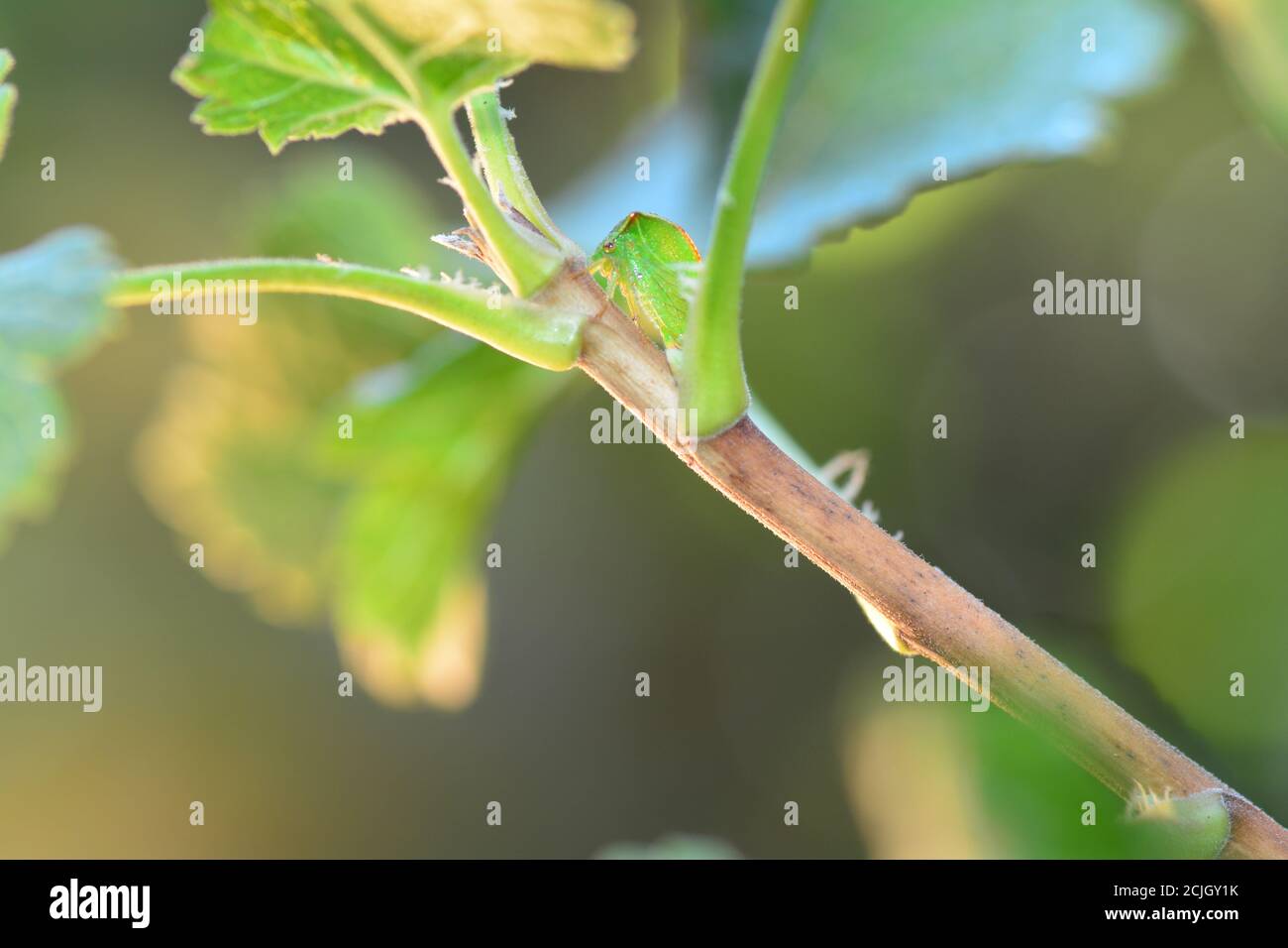 Green Cicada - Buffalo treehopper ( Stictocephala bisonia ) in green ...
