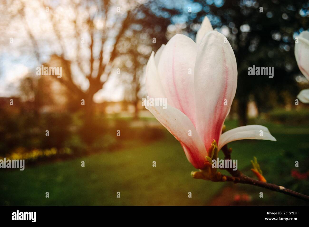 Closeup shot of a magnolia flower Stock Photo - Alamy