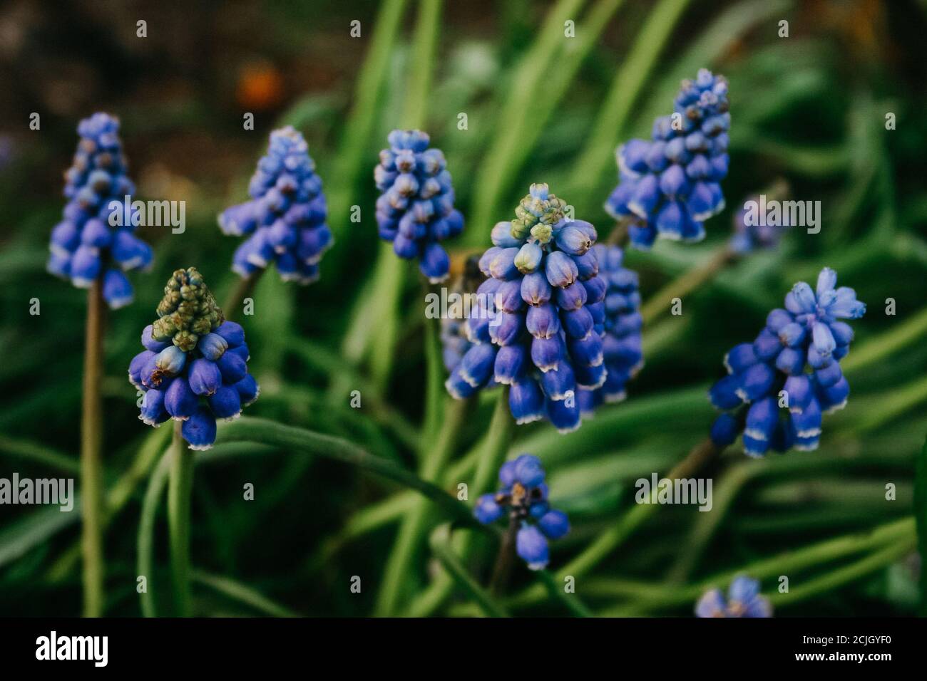Closeup shot of blue muscari flowers Stock Photo - Alamy