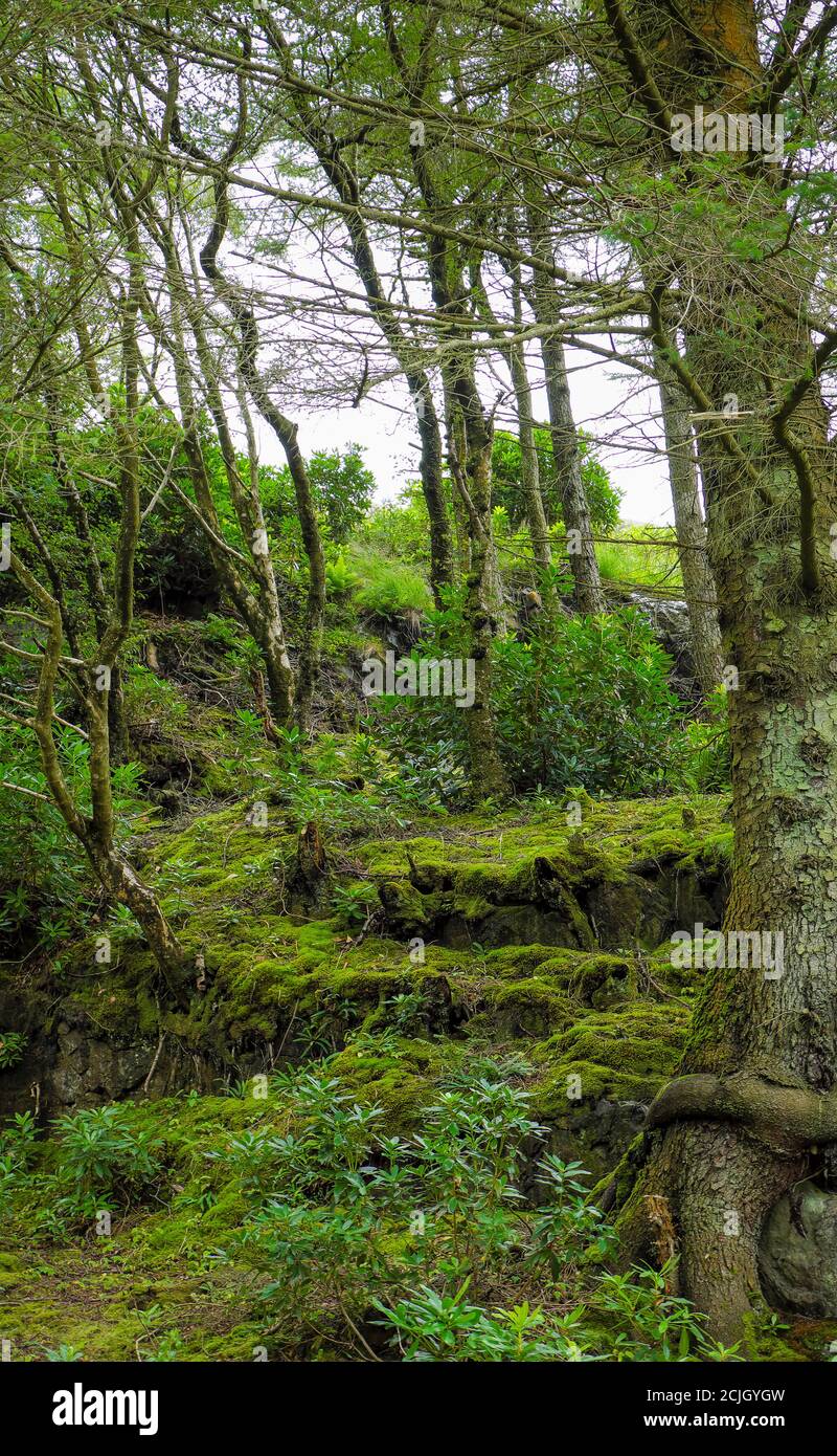 Forest in Isle of Mull,Scotland Stock Photo - Alamy