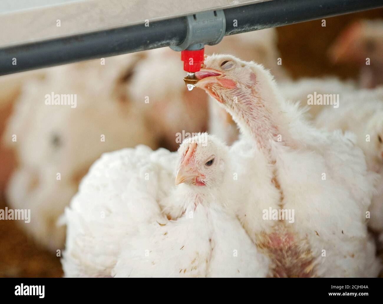 Haitian Chicken High Resolution Stock Photography and Images - Alamy