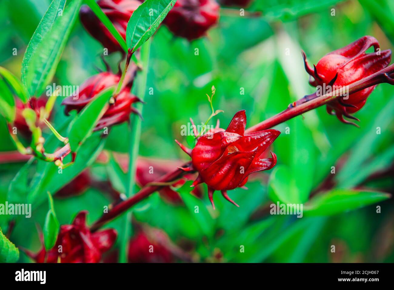Goddess luo flower hi-res stock photography and images - Alamy