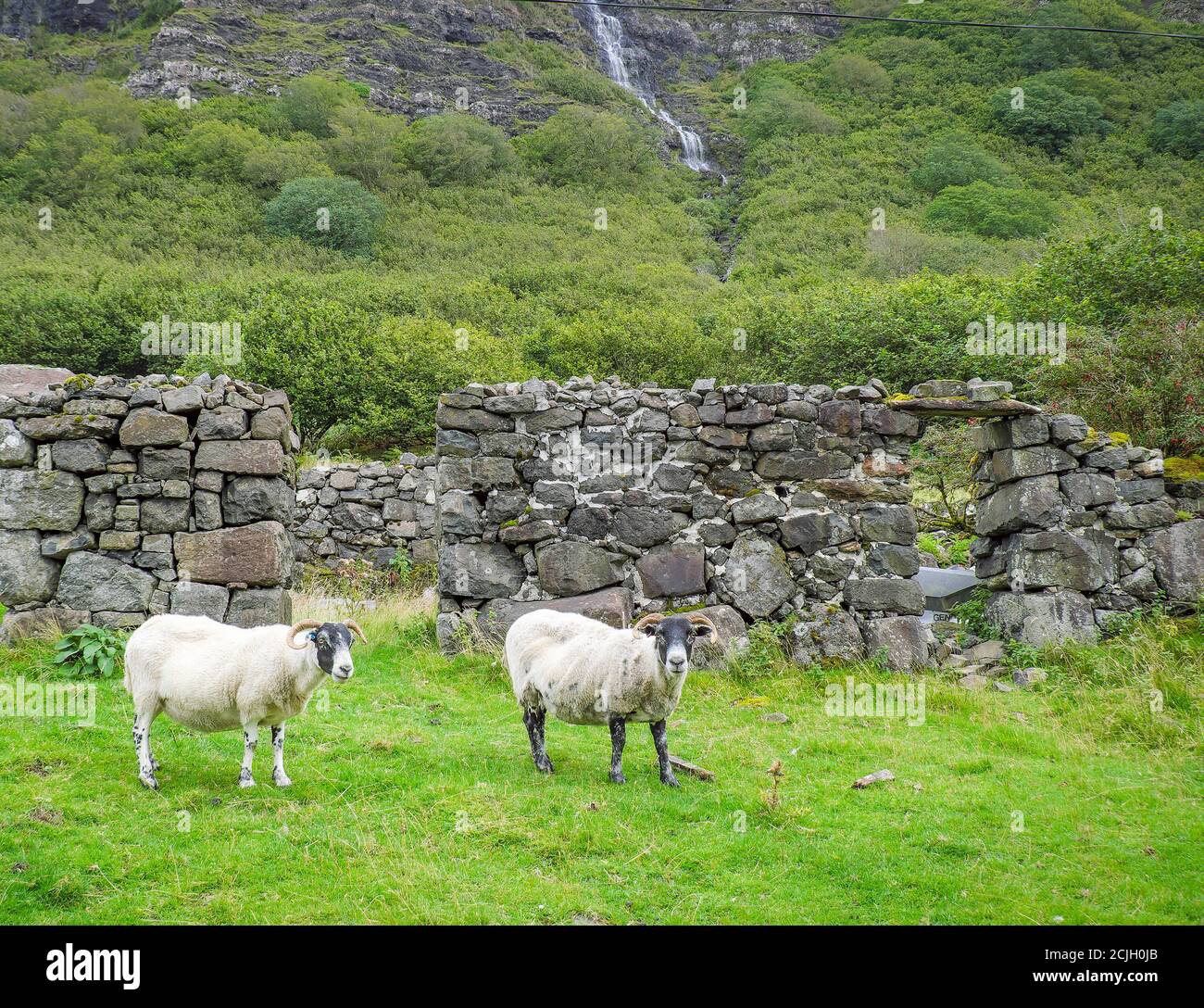 Sheep in the Scottish Highlands Stock Photo - Alamy