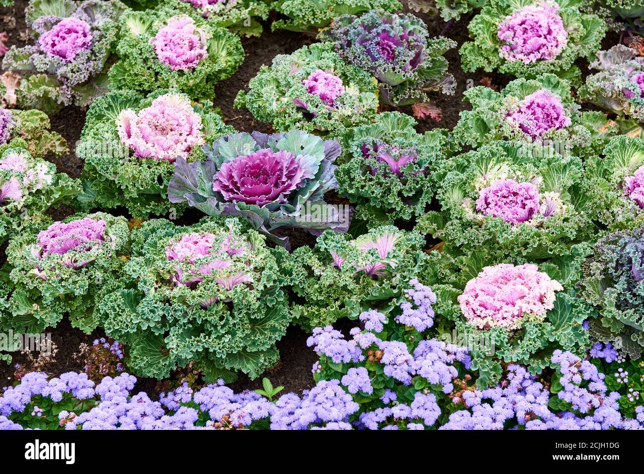 Ornamental cabbage winter hi-res stock photography and images - Alamy