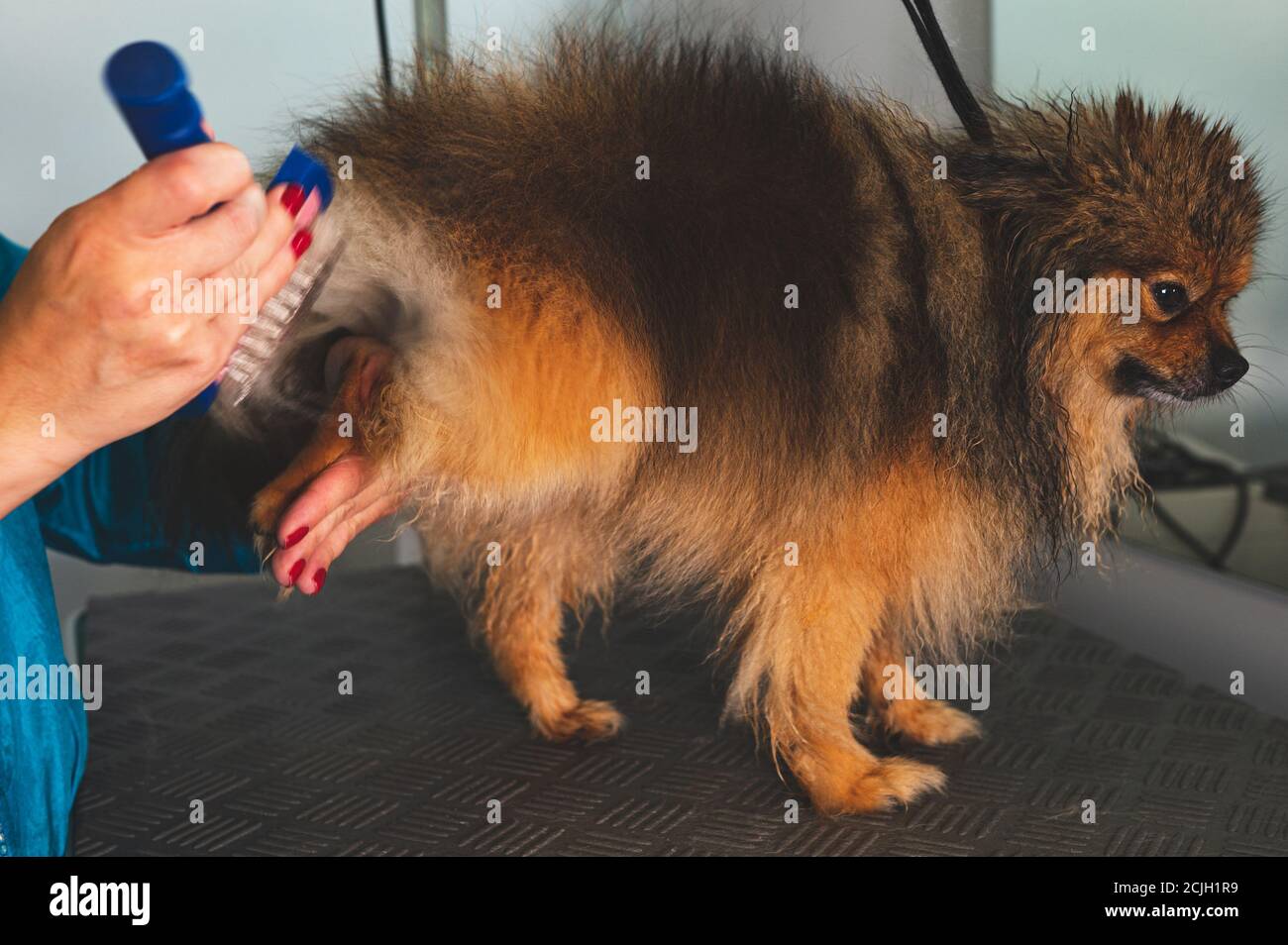 Pomeranian groom hi-res stock photography and images - Alamy