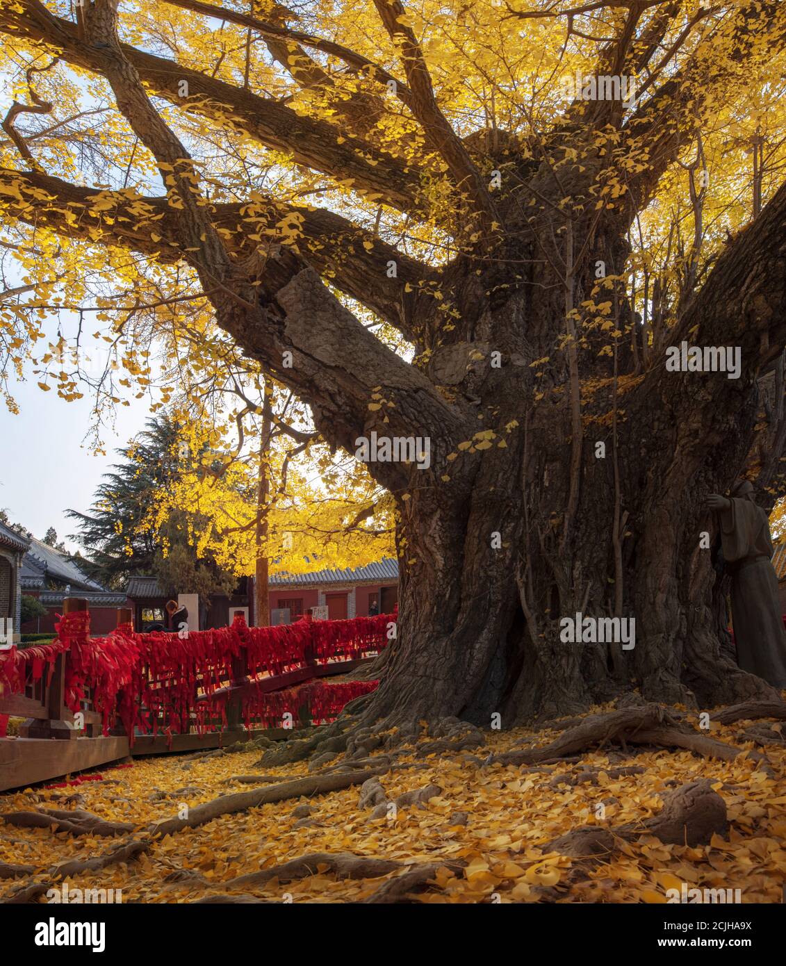 Shandong rizhao j FuLaiShan Lin temple one thousand ginkgo tree Stock ...