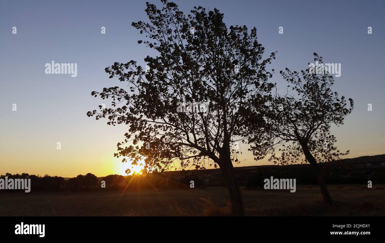 Olive tree sunrise hi-res stock photography and images - Alamy
