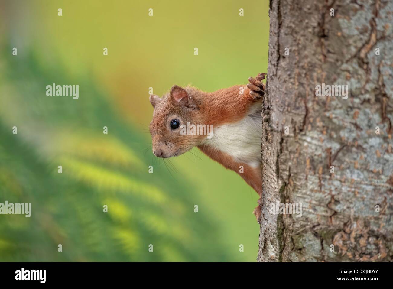 Red squirrel tree britain peeping hi-res stock photography and images ...