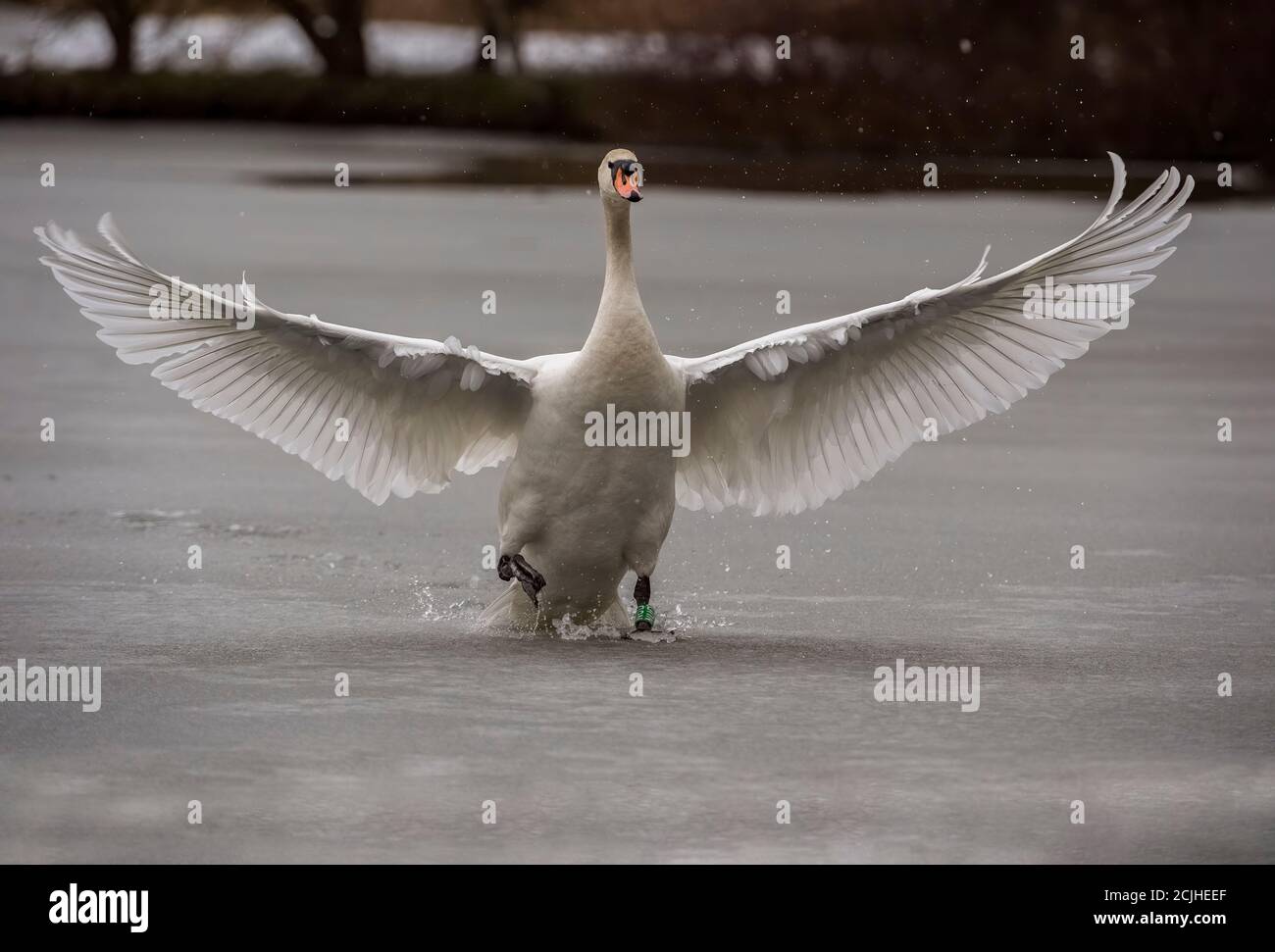 Swan taking flight hi-res stock photography and images - Alamy