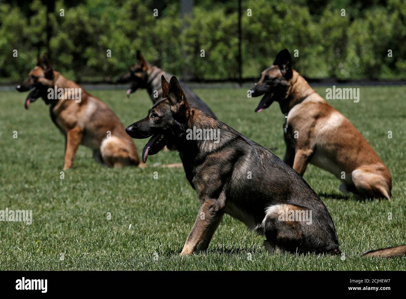 Explosive detection dogs hi-res stock photography and images - Alamy
