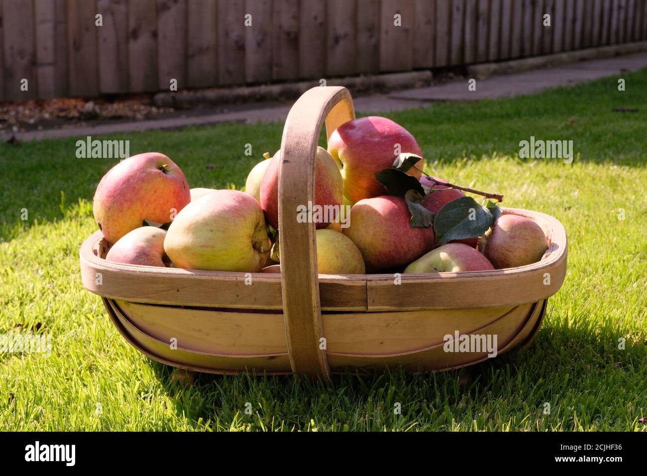 Standard fruit tree hi-res stock photography and images - Alamy