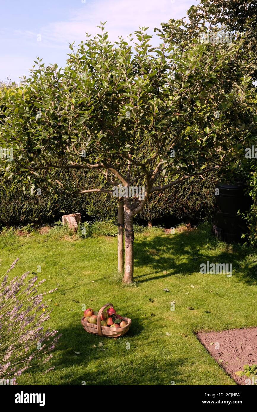 Ripe Apples, Trug, Apple Harvest, Kids Orange, Desert Apple, Country ...
