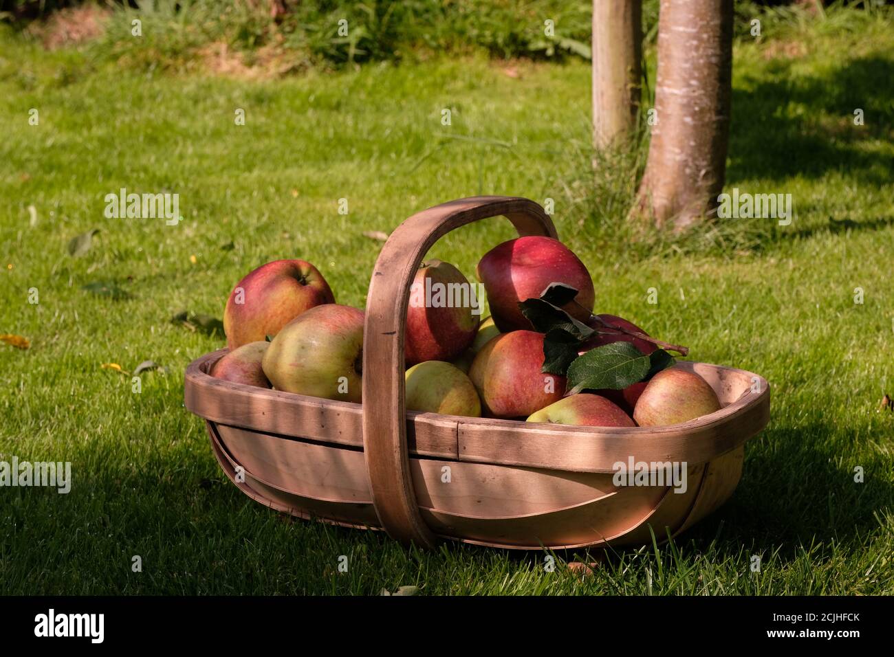 Ripe Apples, Trug, Apple Harvest, Kids Orange, Desert Apple, Country ...