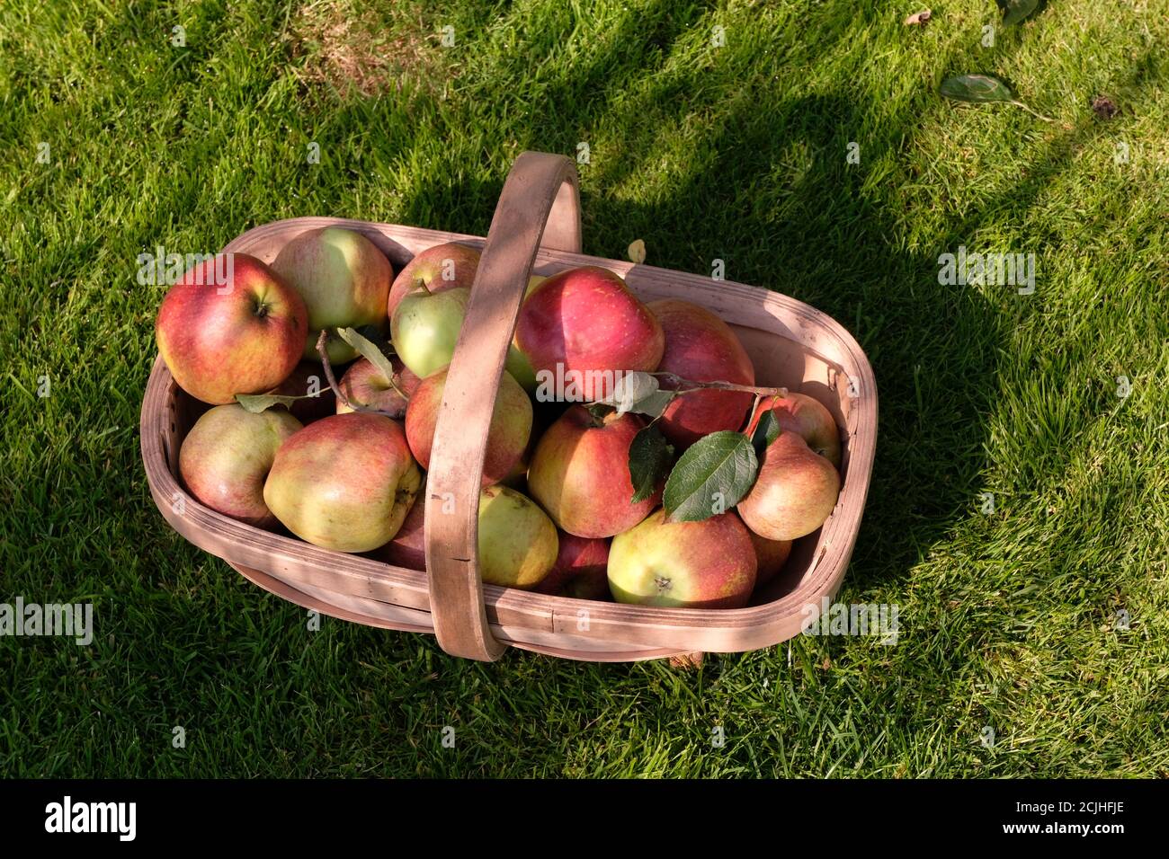 Standard fruit tree hi-res stock photography and images - Alamy